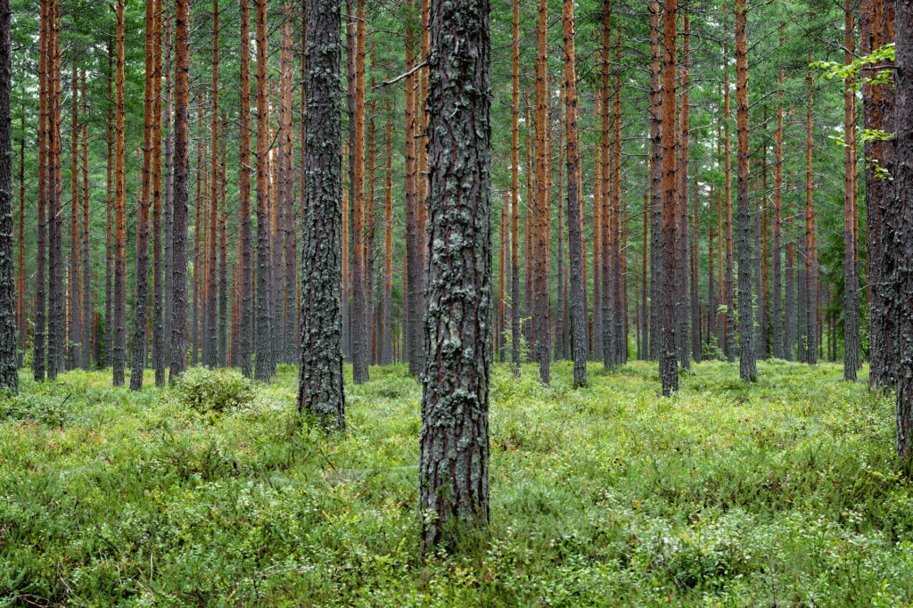 Finland’s Path to Revolutionising Forestry through Digital Innovation ...