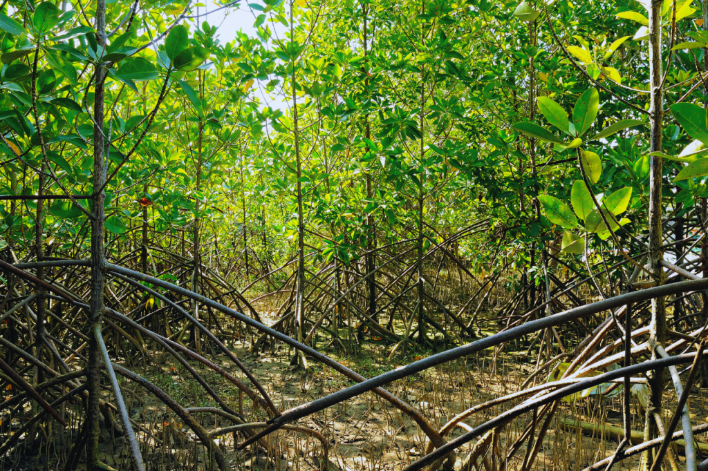 Reimagining Europe’s Digital Agriculture and Forestry Future - 4Growth