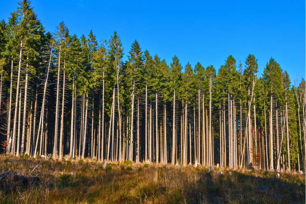 Smarter Forest Mapping: How Digital Tools Are Transforming Field ...